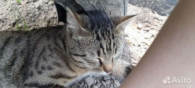 Кот