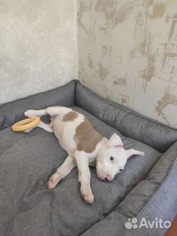 Амстафф щенок