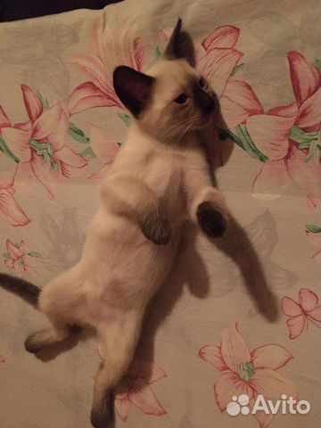 Тайские котята
