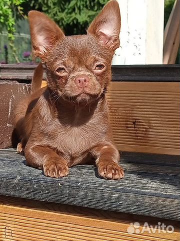 Щенки чихуахуа