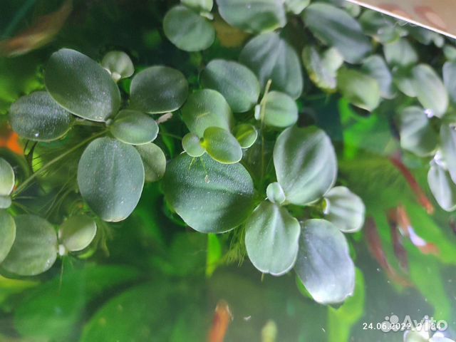 Аквариумные растения, пестия роголистник