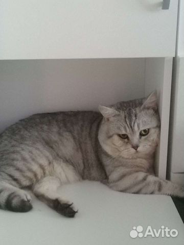 Шотландский кот вязка