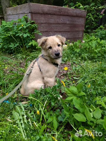 Лёва сладкий карапуз