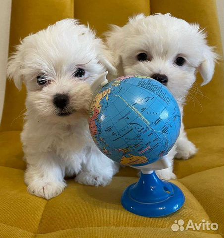 Мальтезе. Мальтийская болонка