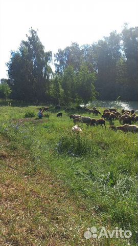 Продаётся барашки