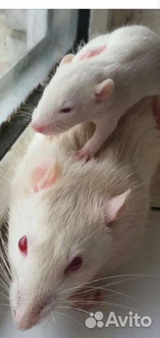 Декоративная крыса