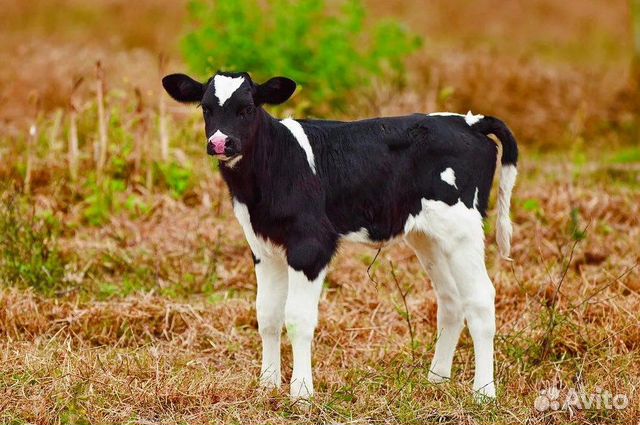 Телята и бычки