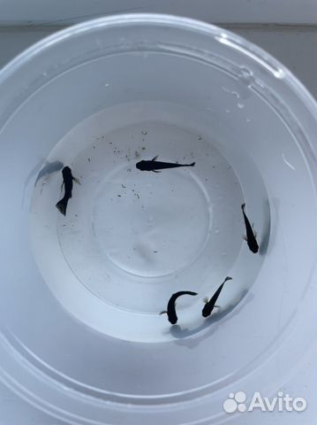 Мальки моллинезии