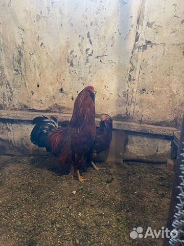 Орловская порода кур