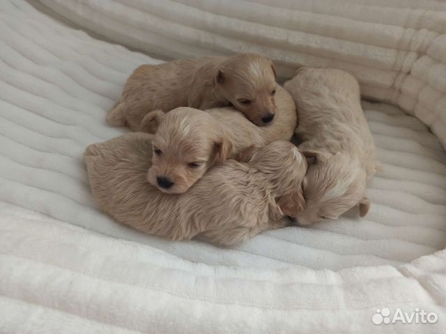 Мальтипу Ф1 девочки Premium puppy карамель и беж