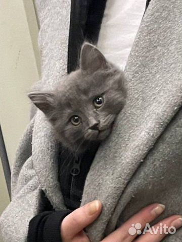 Котята нибелунг
