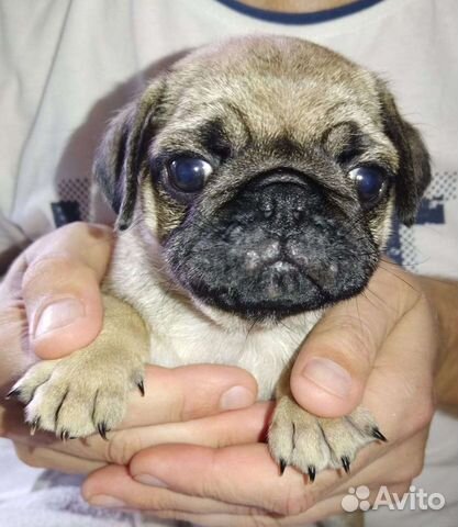 Щенки мопса