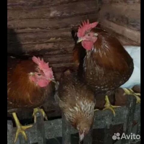 Куры несушки и молодки