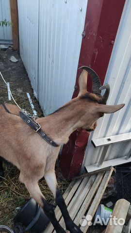 Коза дойная молочная