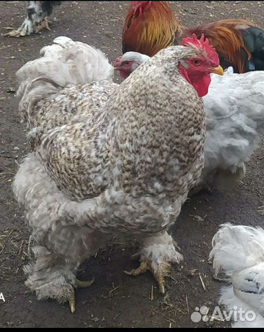 Петух породы Кохинхин (полосатый)