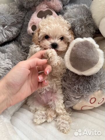 Мальтипу ф1 микро малыш supermini Korea