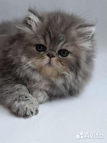 Персидская кошечка