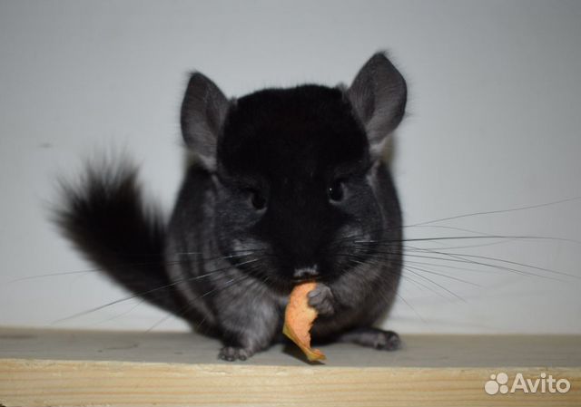 Малышка шиншиллы (девочка)