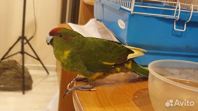 Попугай какарик
