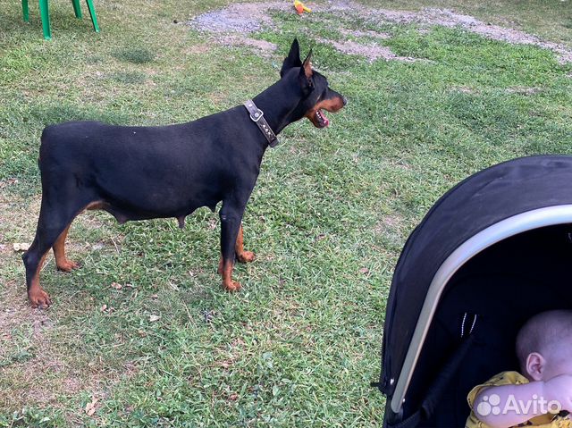 Щенки Доберман