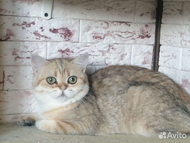 Британская кошка