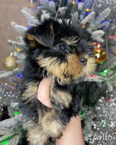 Йоркширский терьер