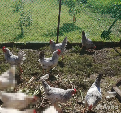 Петушки Барковской Борвистры