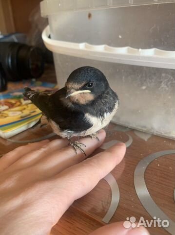 Птенец ласточки в дар