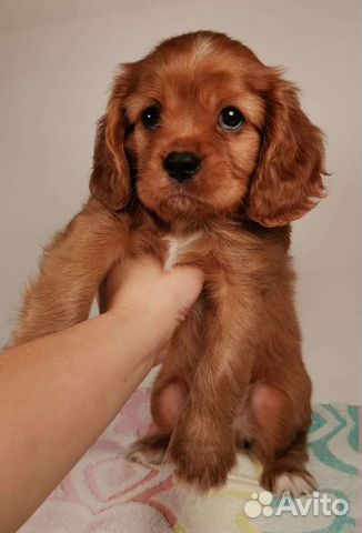 Кавалер кинг Чарльз спаниель мальчик рубин