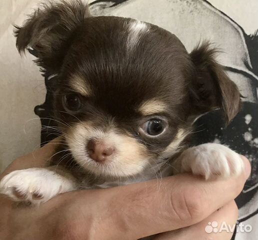 Чихуахуа micro и mini РКФ