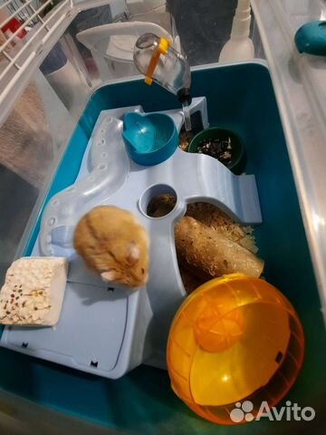 Хомяк с аренду