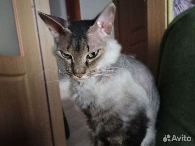 Ищу кота для единоразовой случки. Сфинкс