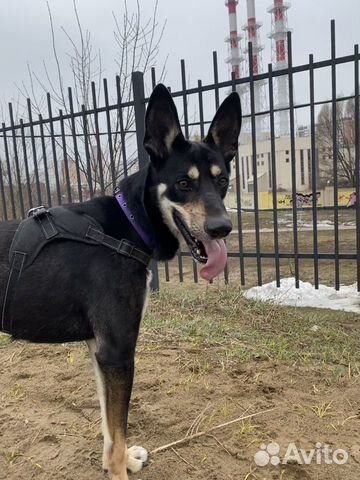 Пес Макс ещет маму