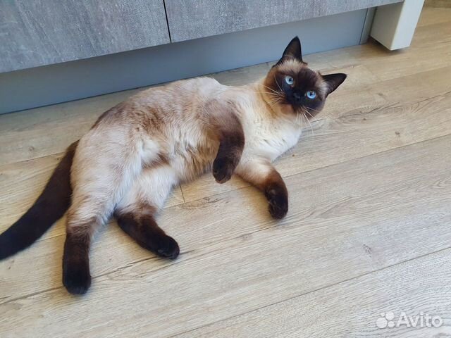 Отдам тайскую кошку в добрые руки