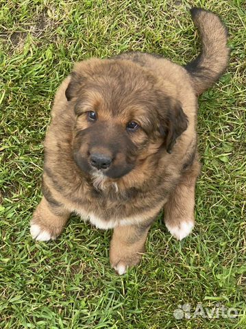 Щенок метис в добрые руки