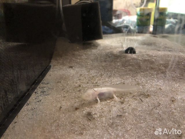 Аксолотль 9 мес, 7-8 см