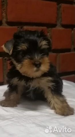 Щенок йоркширского терьера