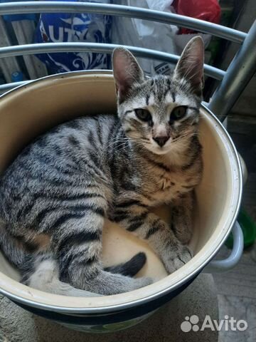 Котенок Амурррчик