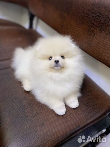 Померанский шпиц медвежьего типа