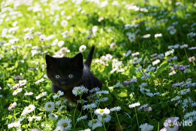Черный котёнок