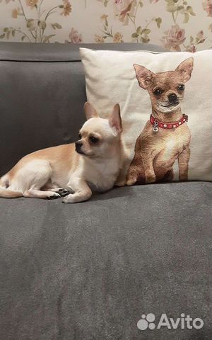 Вязка кобель чихуахуа