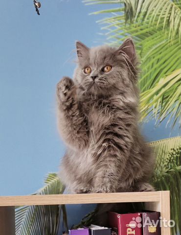 Кукла британская кошечка