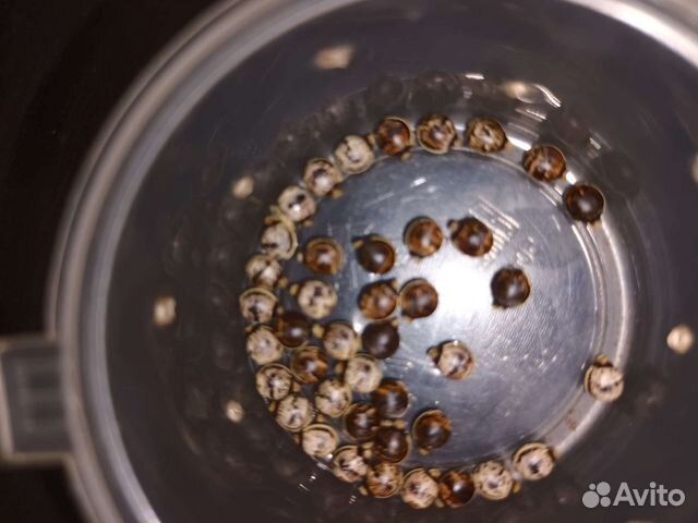 Яйца австралийского палочника