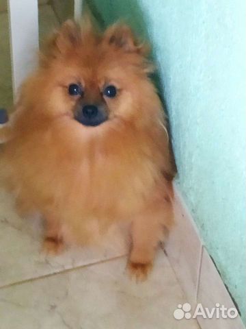 Померанский шпиц девочка