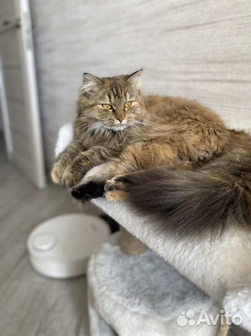 Умная кошка