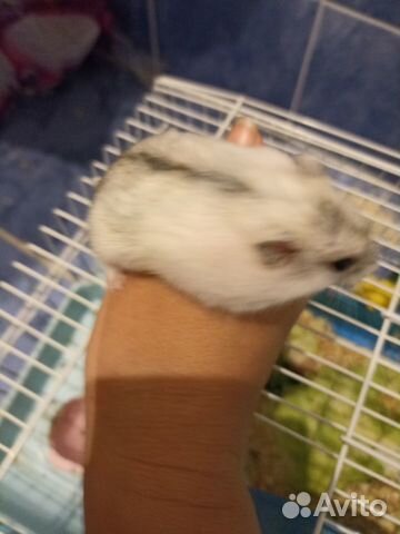 Хомячок джунгарик девочка