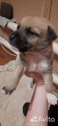 Щенки в добрые руки