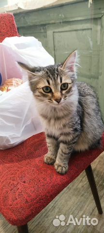 Котята мышеловки