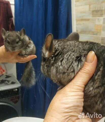 Шиншилленок