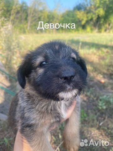 Отдам щенка в добрые руки